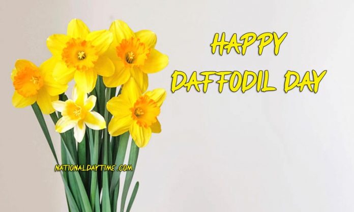 Daffodil Day Slogans, Posters, Wishes, Messages, Quotes, Captions ...